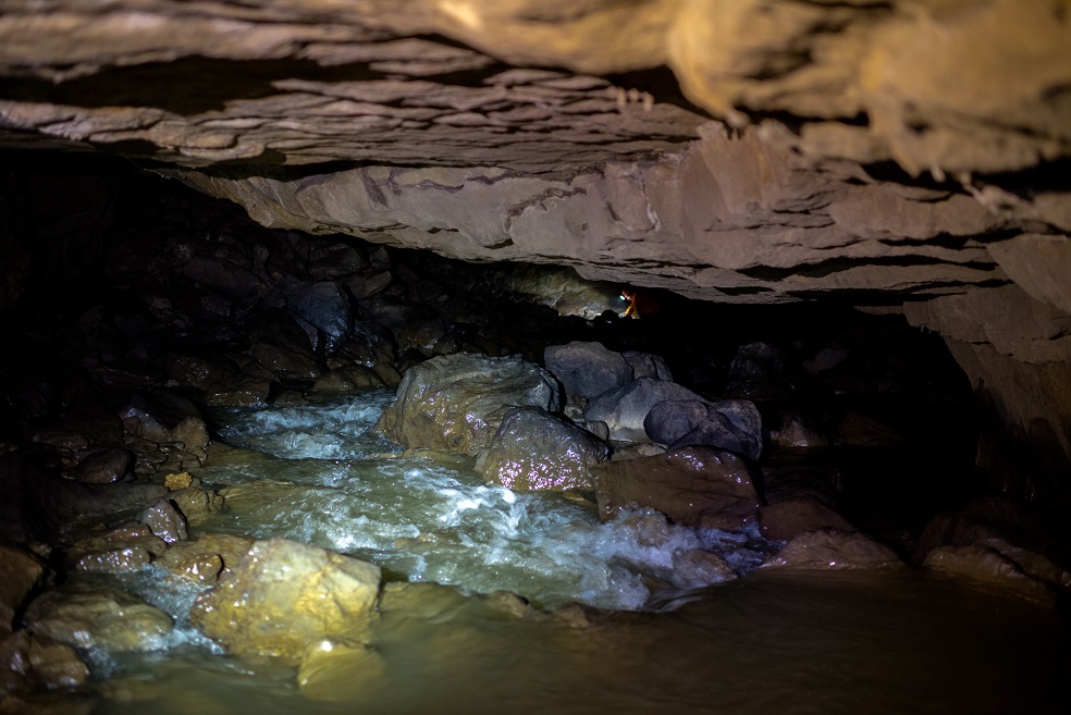 Peces ciegos que viven en cuevas: un misterio evolutivo | Blogs El ...