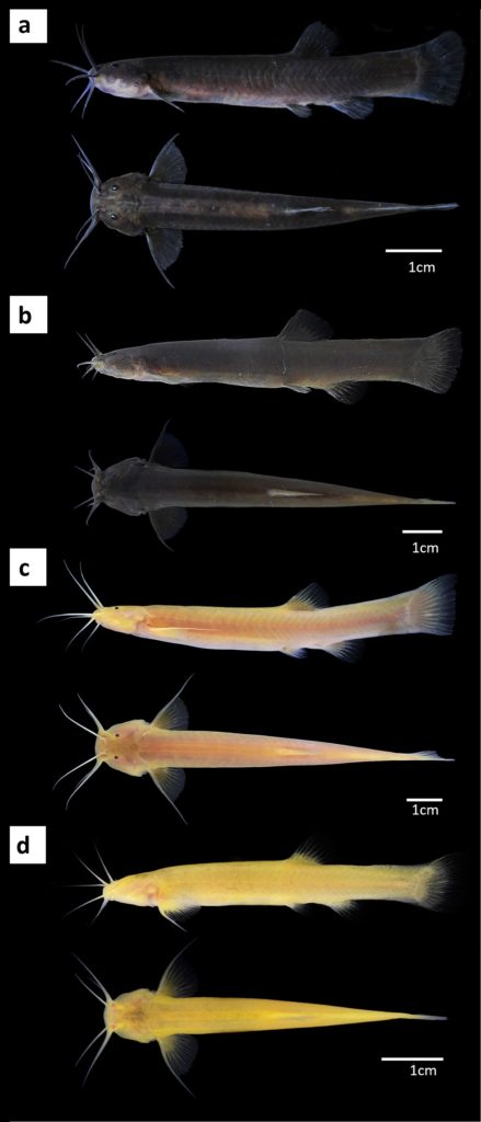 Peces ciegos que viven en cuevas: un misterio evolutivo | Blogs El ...