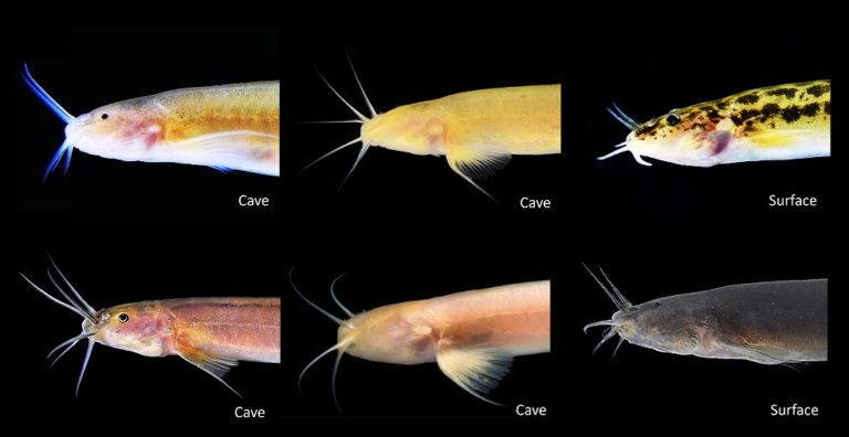 Peces ciegos que viven en cuevas: un misterio evolutivo | Blogs El ...