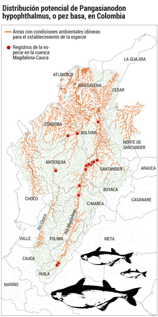 De Vietnam a Huila: los miedos de la producción del pez basa | Blogs El ...